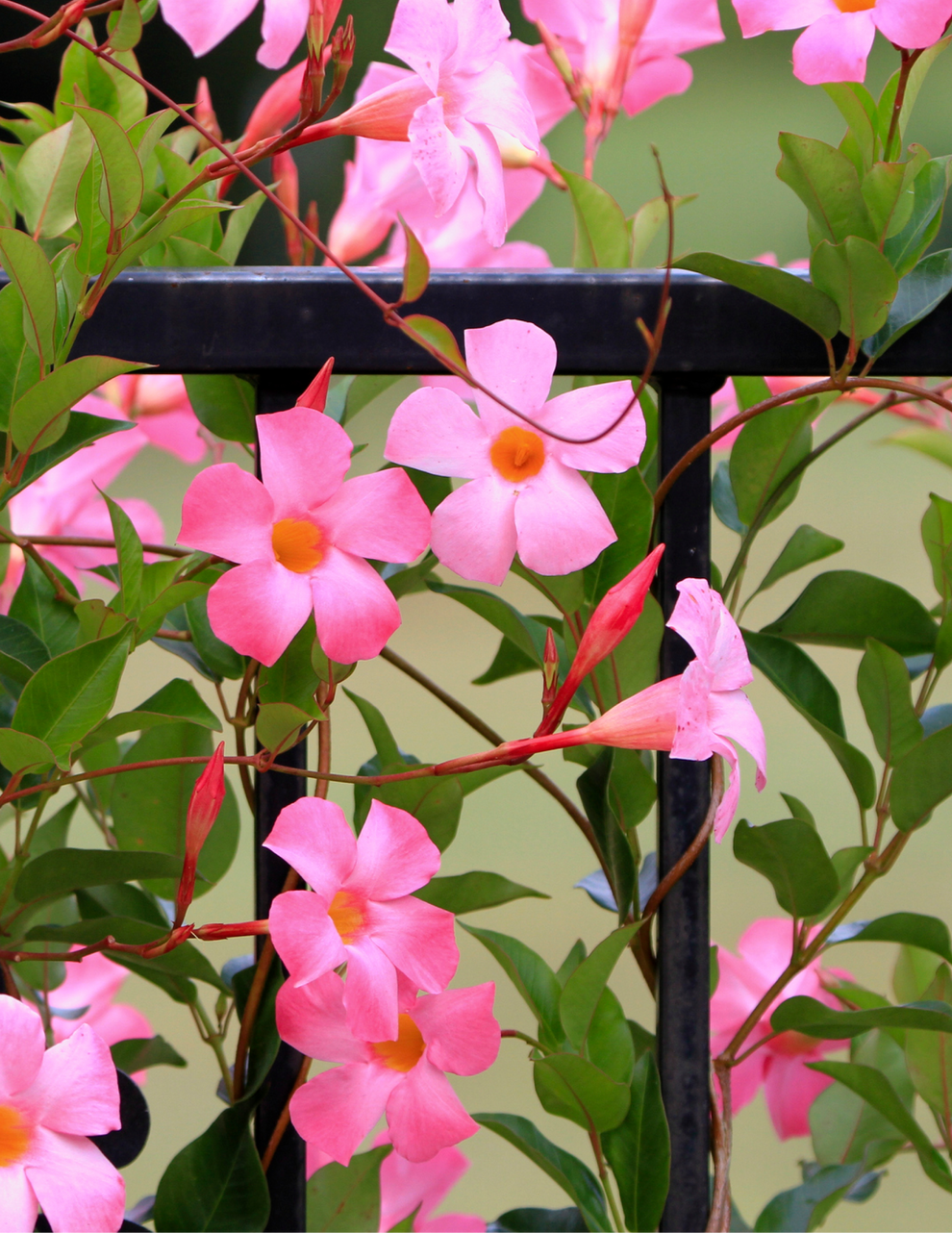 Sun Parasol® Original XP Bluephoria™ Mandevilla | The Sill