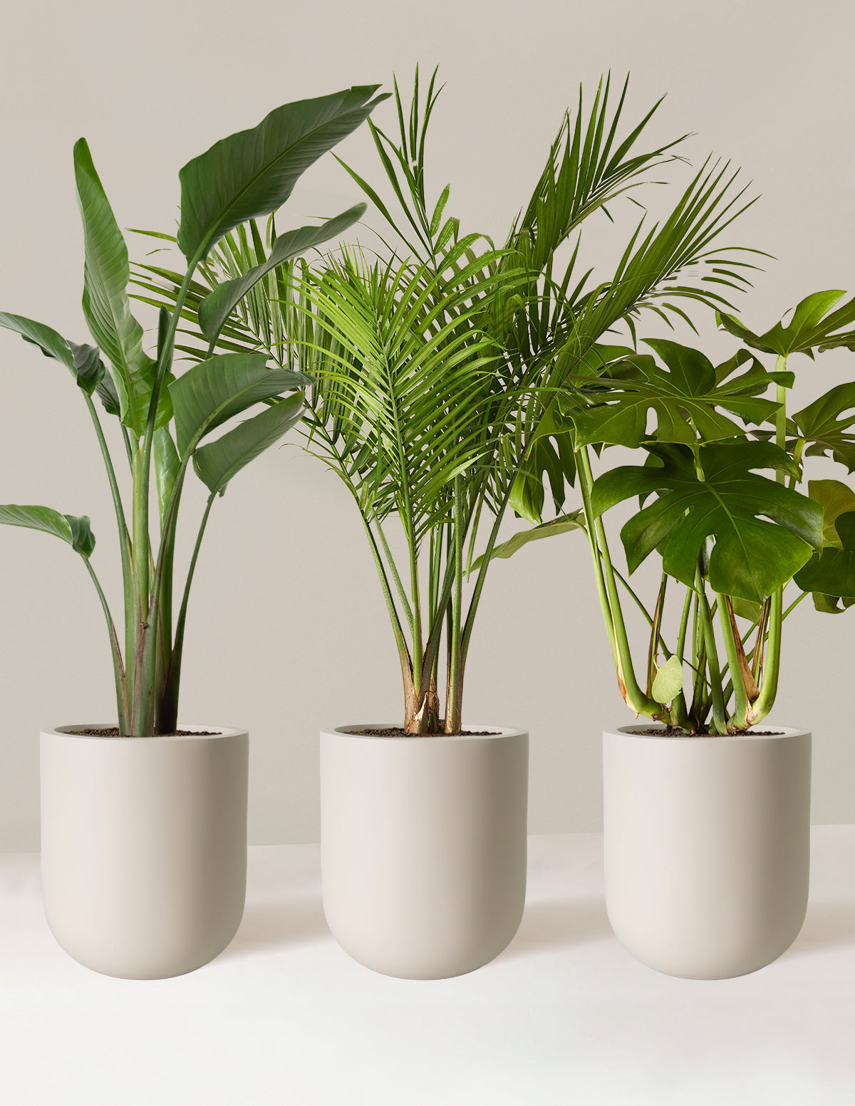 Tropical Trio | Shop Indoor Houseplants & Gifts | The Sill