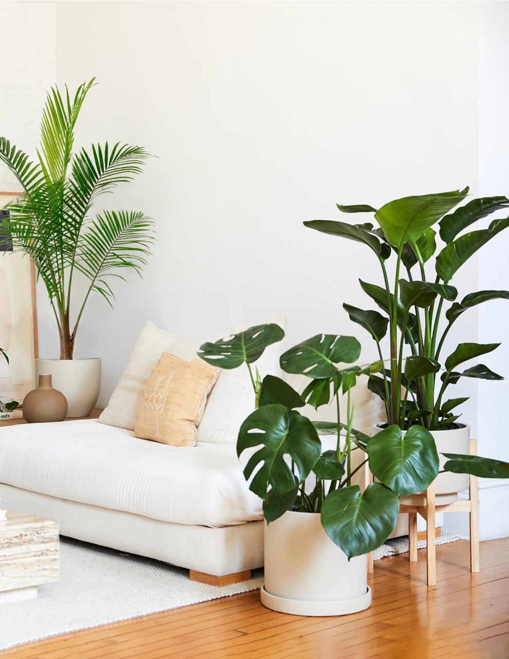 Tropical Trio | Shop Indoor Houseplants & Gifts | The Sill
