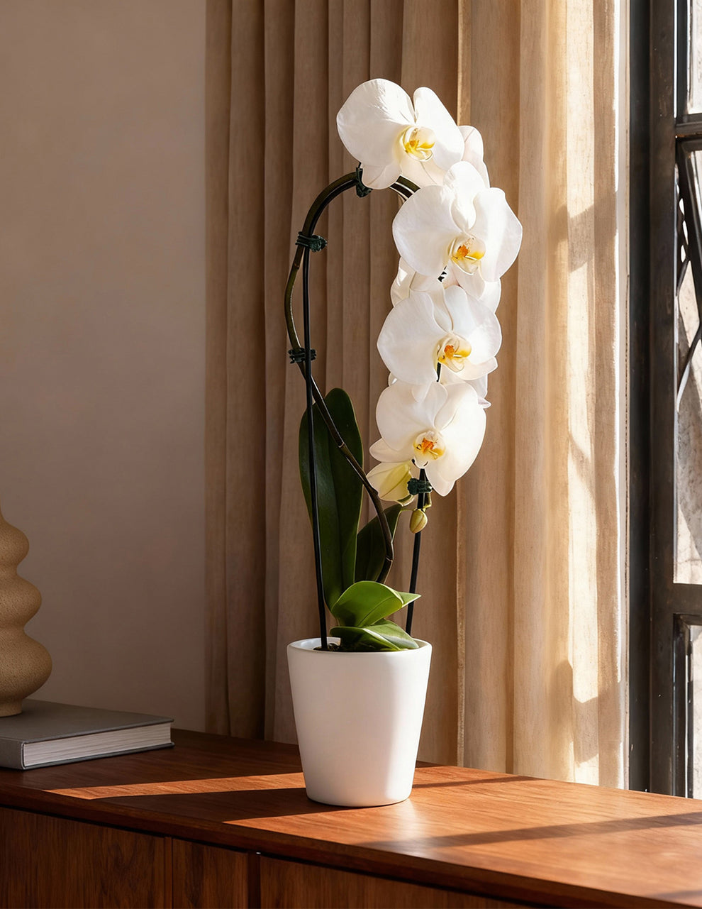 Waterfall Orchid | Plants for Delivery | The Sill