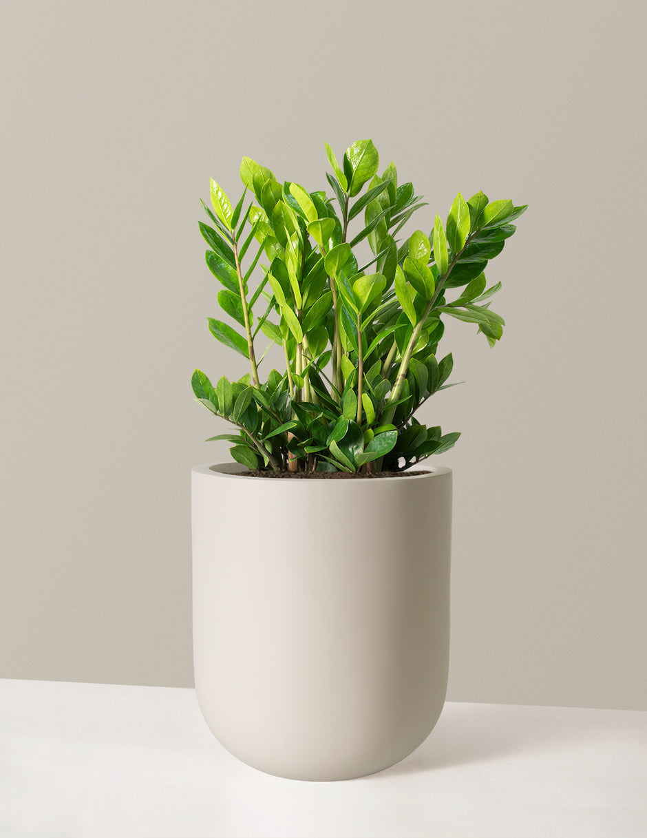 The Sill | Official Site | House Plant Delivery & Biophilic Design