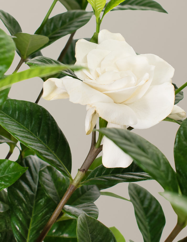 Large Braided Gardenia | Unique Plants for Delivery | The Sill