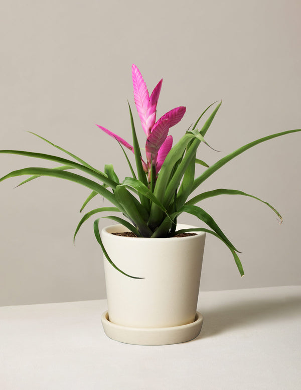 Bromeliad Antonio Pink | Flowering Houseplants for Delivery | The Sill