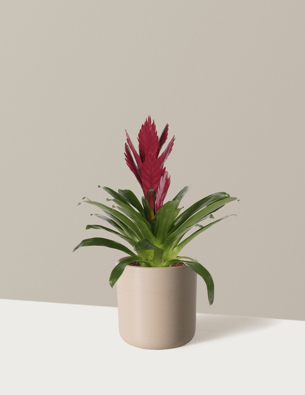 Bromeliad Vriesea Albertina Maroon | Flowering Houseplants for Delivery ...