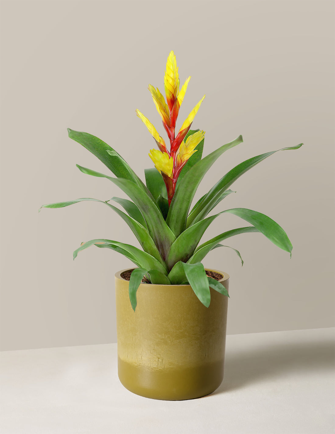 Bromeliad Vriesea Evita Yellow | Flowering Houseplants for Delivery ...