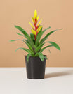 Bromeliad Vriesea Evita Yellow | Flowering Houseplants for Delivery ...