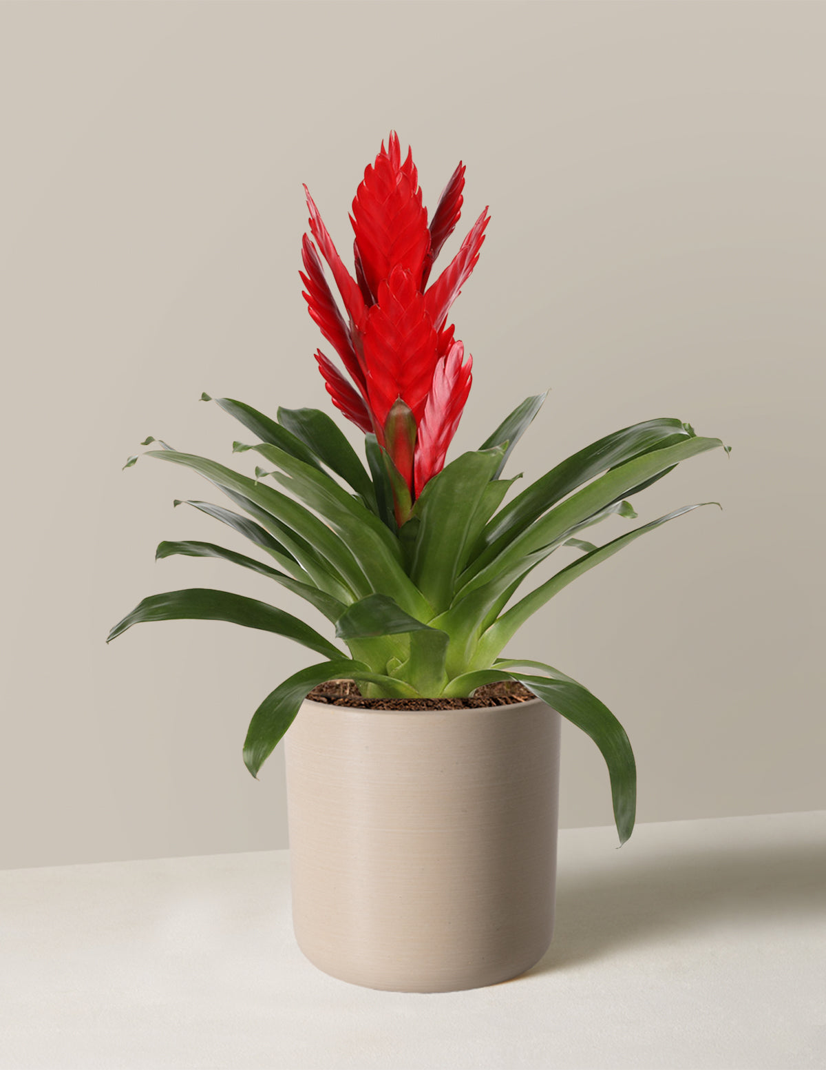 Bromeliad Vriesea Intenso Red | Flowering Houseplants for Delivery ...