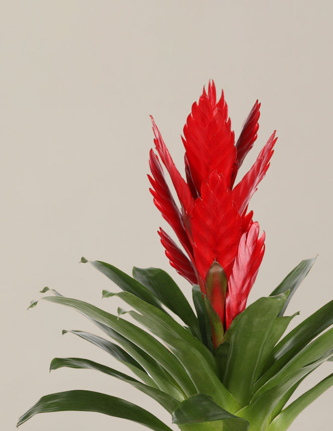 Bromeliad Vriesea Intenso Red | Flowering Houseplants for Delivery ...