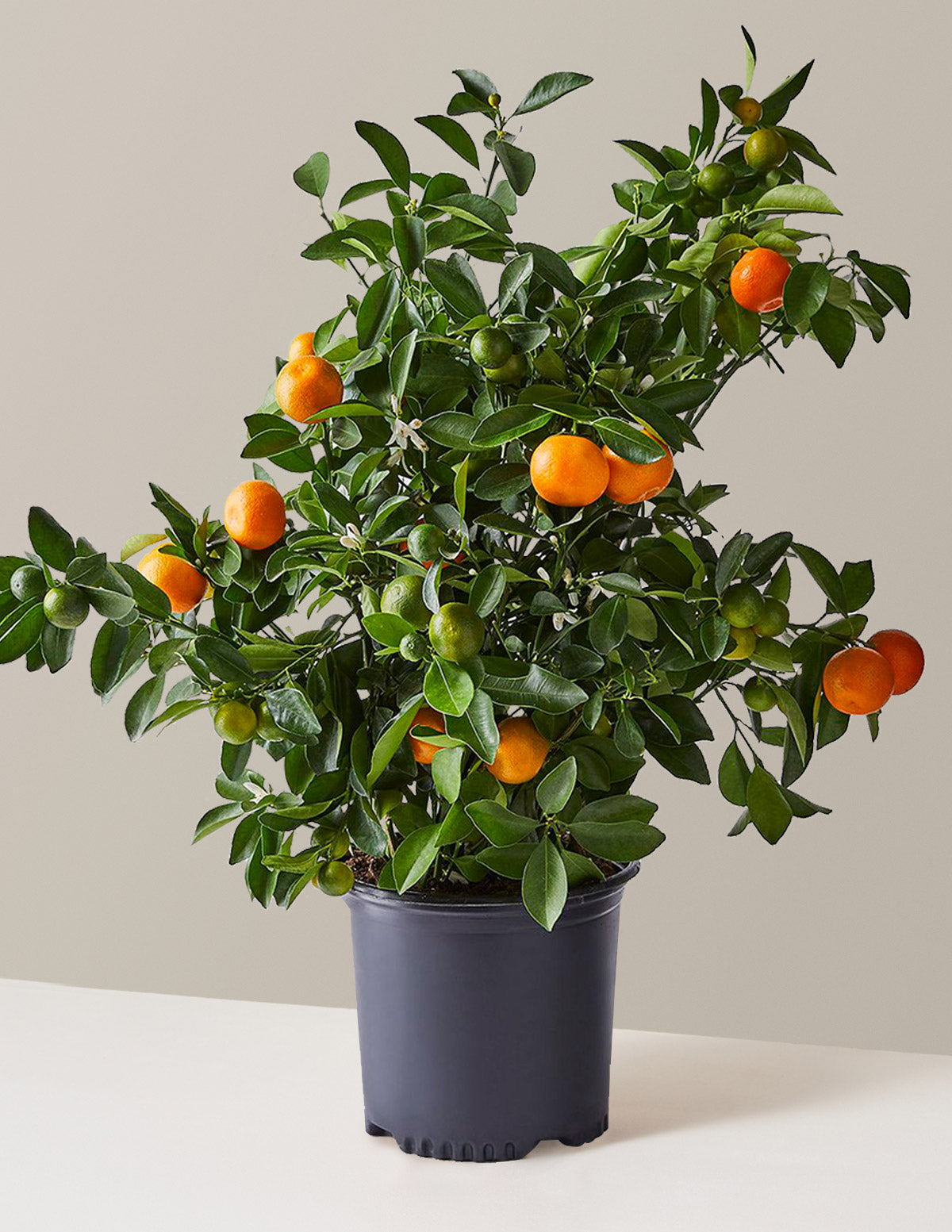 Calamansi Tree Information On Growing Calamondin Trees Calamondin