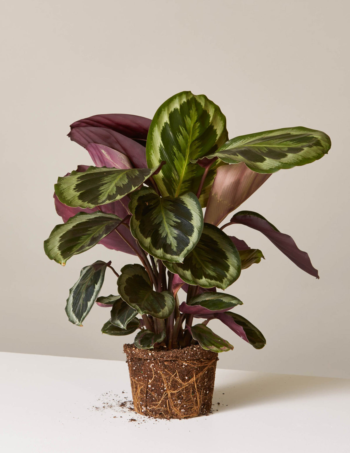 Calathea Medallion | Houseplants Safe for Pets Delivery | The Sill