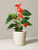 Coral Anthurium (Anthurium Andraeanum) | Houseplants for Delivery | The ...