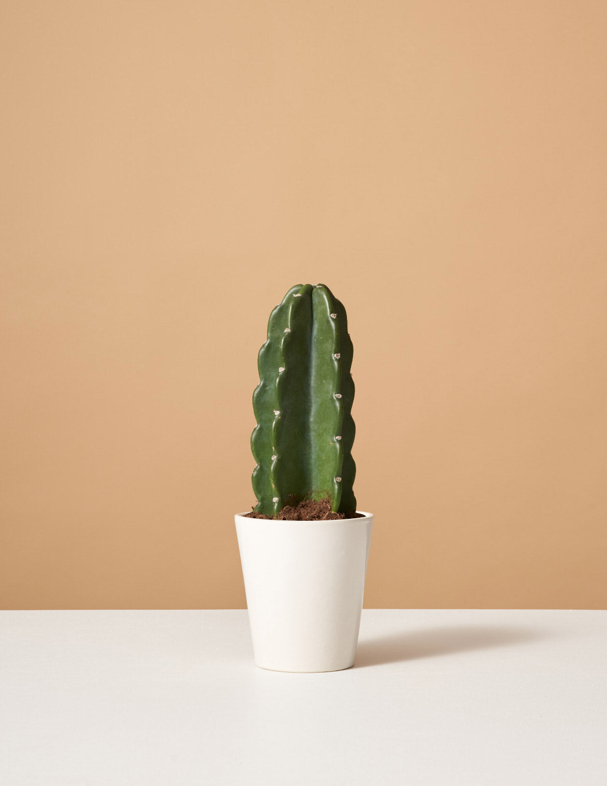 Cuddly Cactus (Cereus Cactus) | Houseplants Safe for Pets Delivery ...