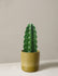Cuddly Cactus (Cereus Cactus) | Houseplants Safe for Pets Delivery ...