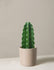 Cuddly Cactus (Cereus Cactus) | Houseplants Safe for Pets Delivery ...