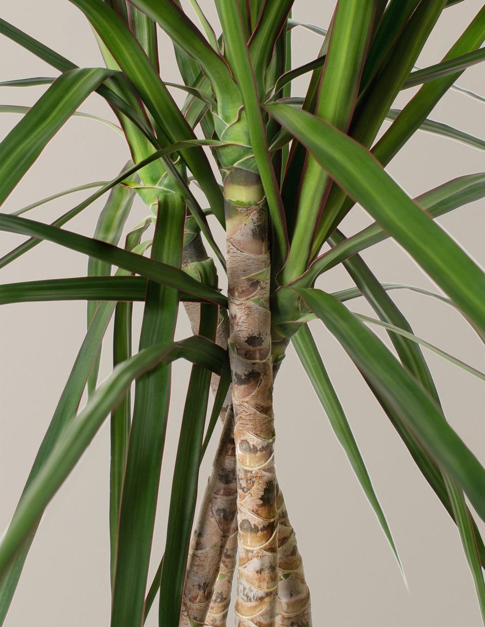 Dracaena Marginata Braided | Large Houseplants for Delivery | The Sill