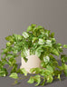 Faux Pothos Plant | The Sill
