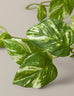 Faux Pothos Plant | The Sill
