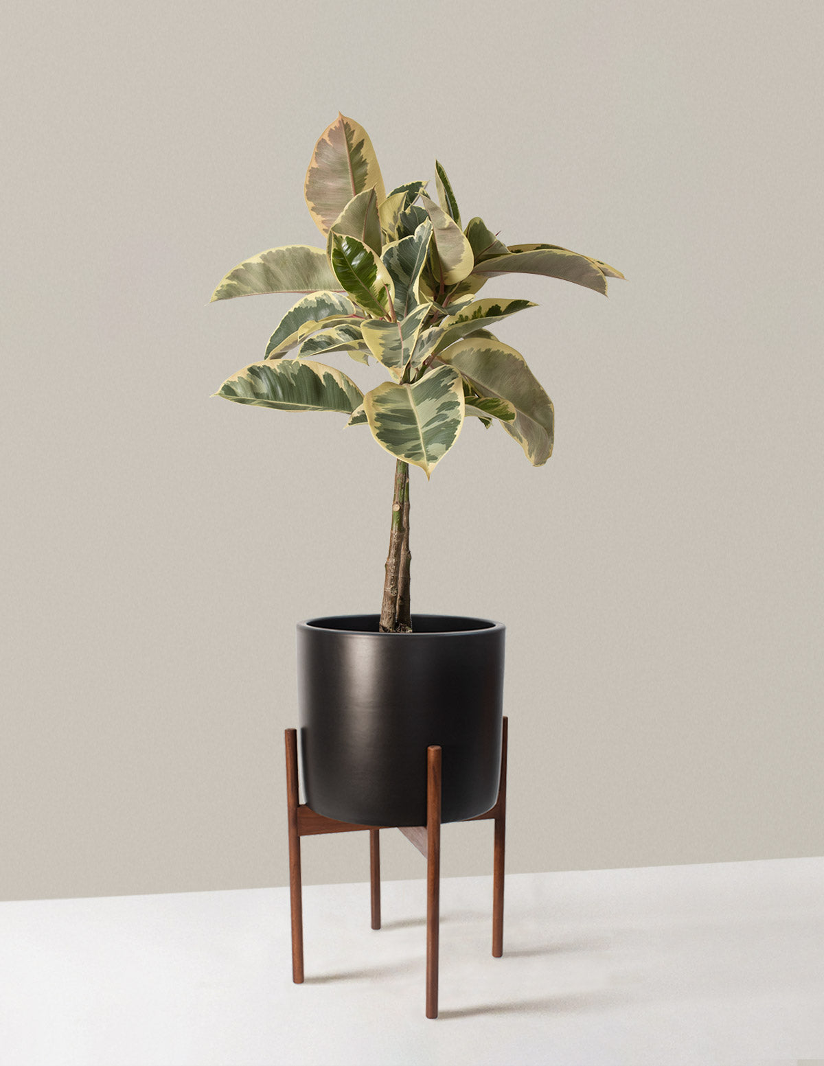 Large Ficus Tineke Tree | Indoor Plants for Delivery | The Sill