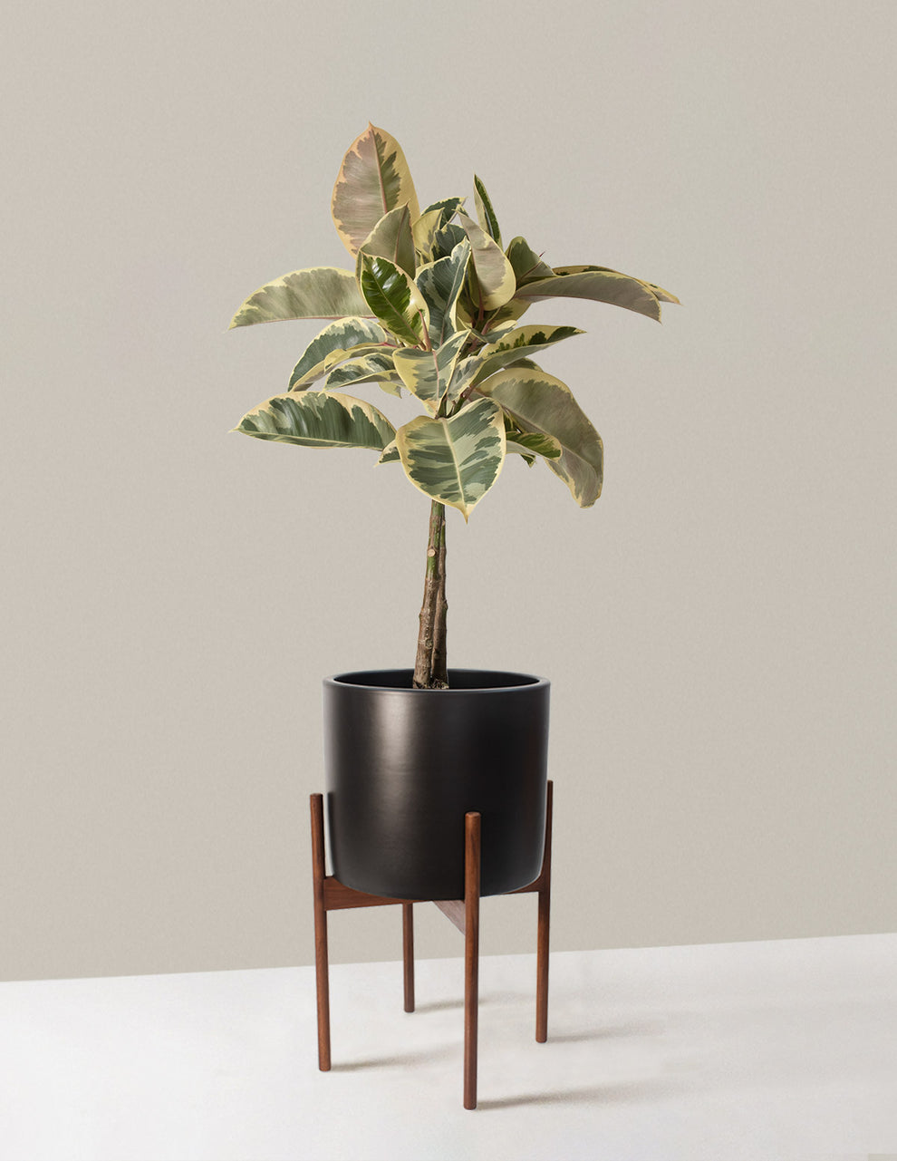 Large Ficus Tineke Tree | Indoor Plants for Delivery | The Sill