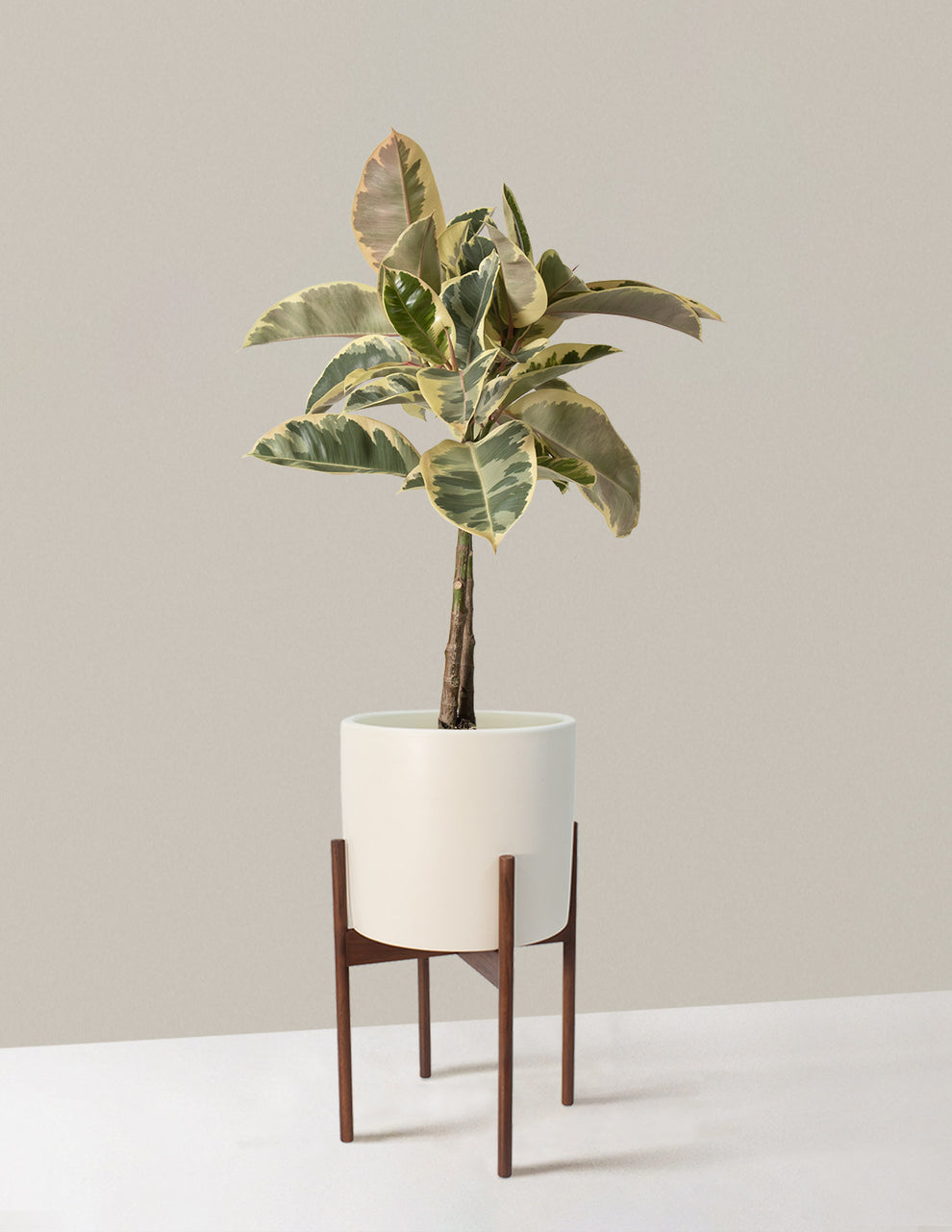 Large Ficus Tineke Tree | Indoor Plants for Delivery | The Sill