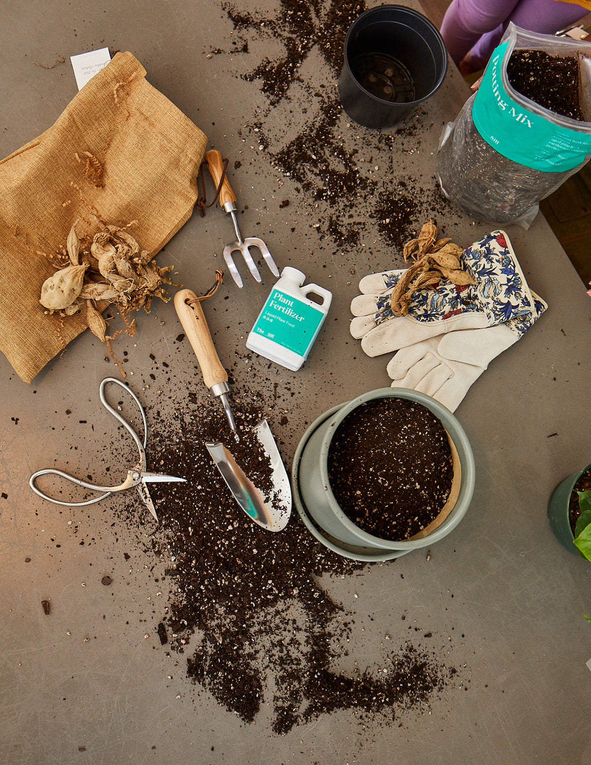 How to care for the Pencil Plant | Plants 101 - The Sill