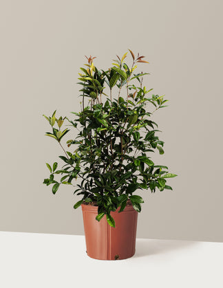 Fragrant Tea Olive Tree for Sale - Enhance Your Garden with Aromatic ...