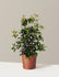 Fragrant Tea Olive Tree for Sale - Enhance Your Garden with Aromatic ...