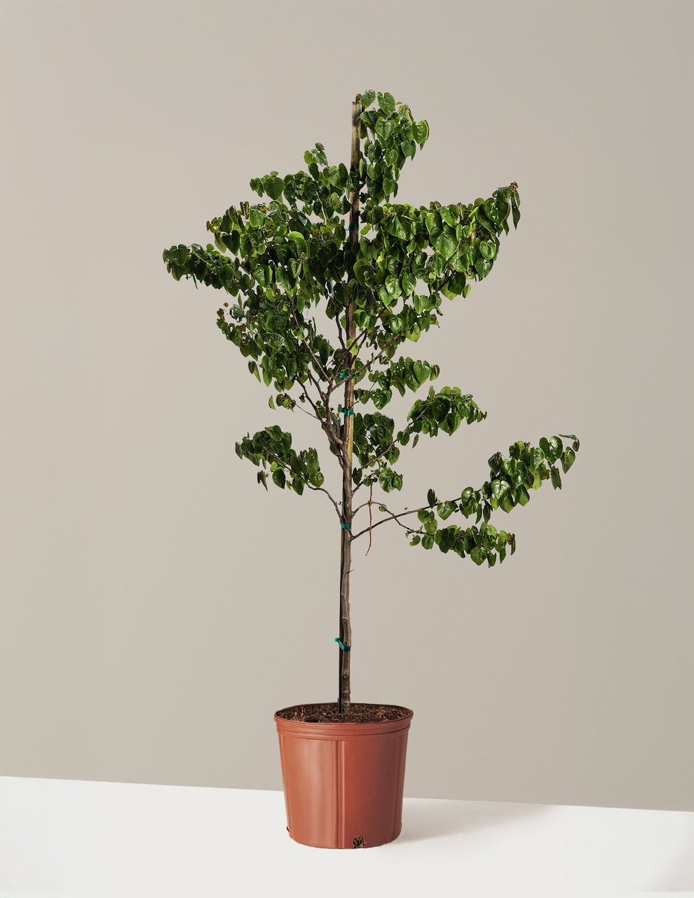 Garden Gems® Emerald Redbud | The Sill
