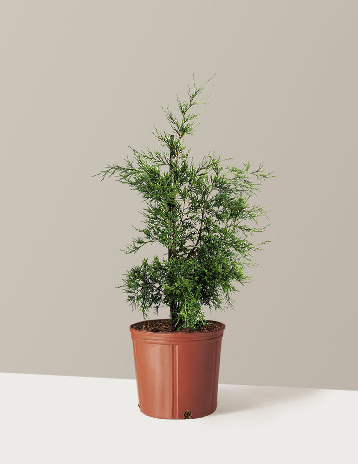 Taylor Juniper | The Sill