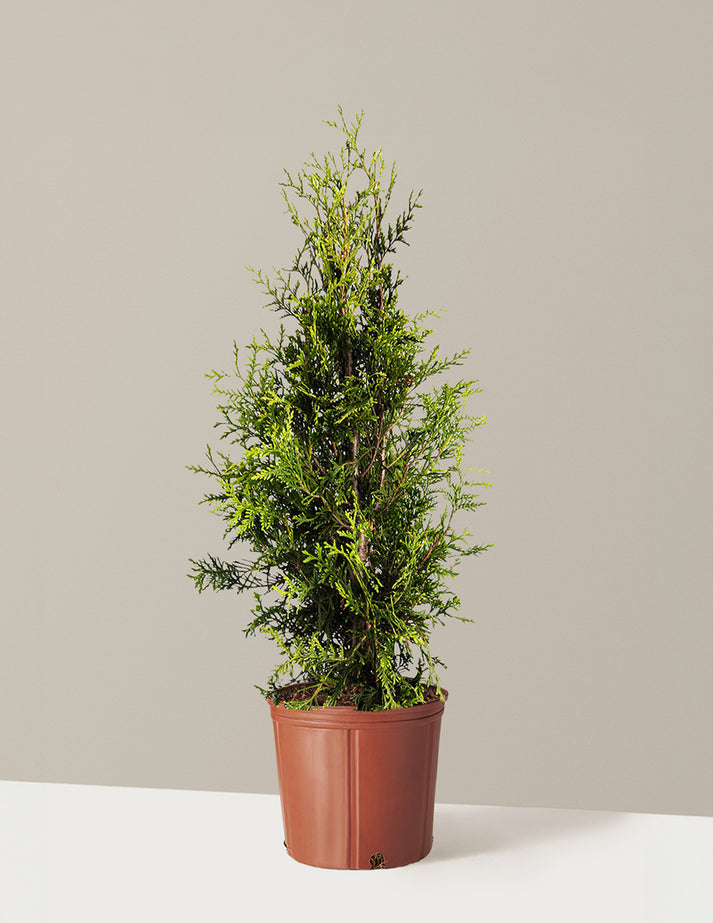 Thuja Green Giant for Sale: Transform Your Landscape with this Fast ...