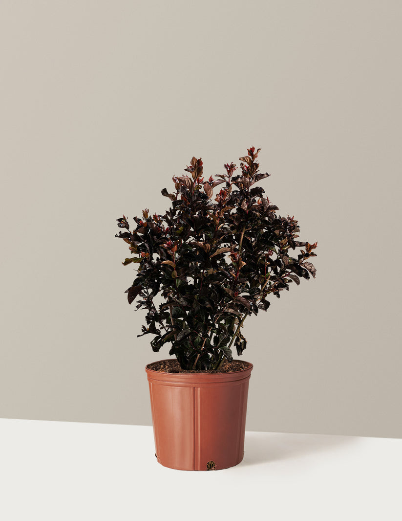 Thunderstruck™ Rumblin' Red™ Crapemyrtle | The Sill