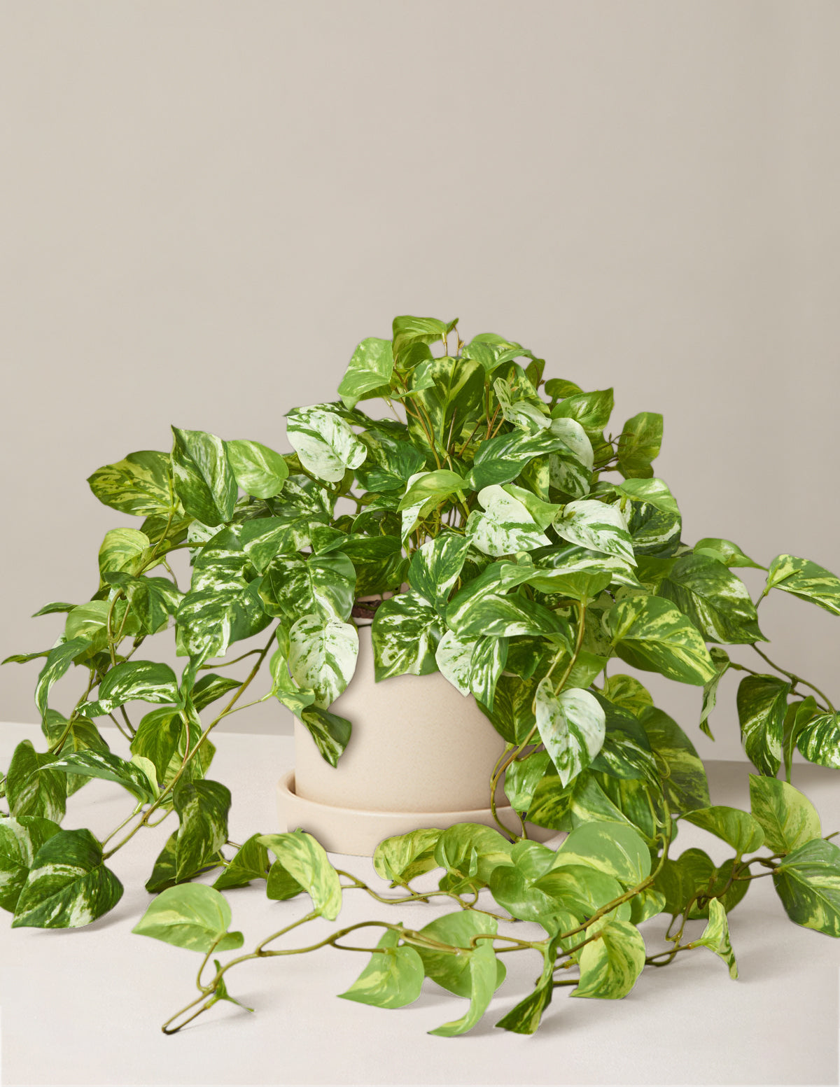Faux Pothos Plant | The Sill