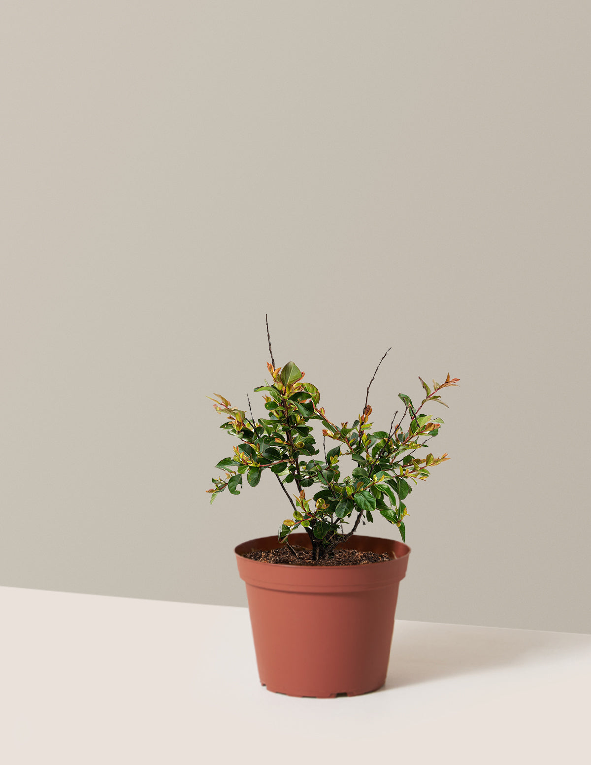 Bellini® Raspberry Crape Myrtle | The Sill