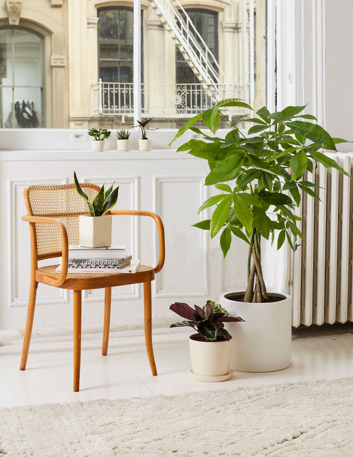 Money Tree Plant | Tropical Indoor Plants & Houseplants for Delivery ...