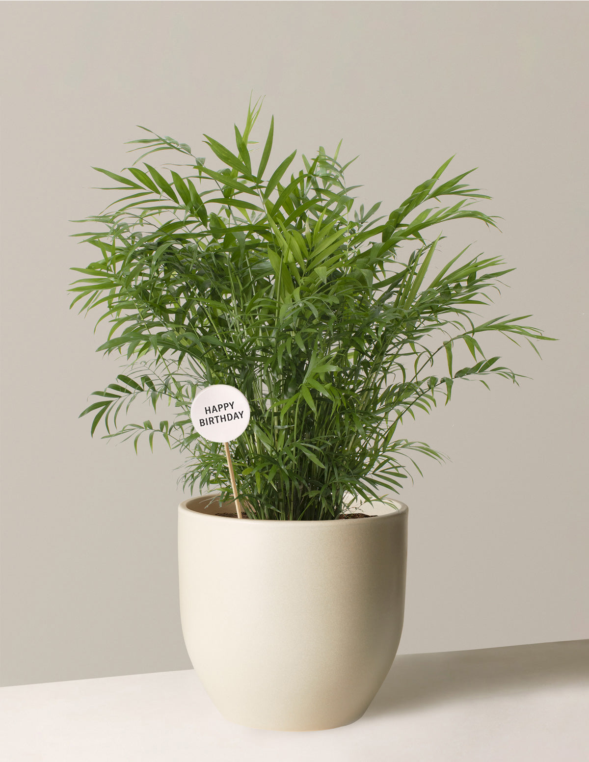 Best Plants for Home & Corporate Offices | The Sill