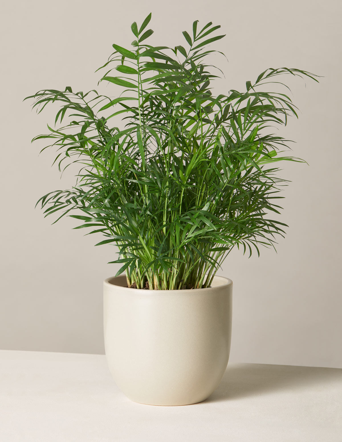 Parlor Palm | Tropical Indoor Plants & Houseplants Delivery | The Sill