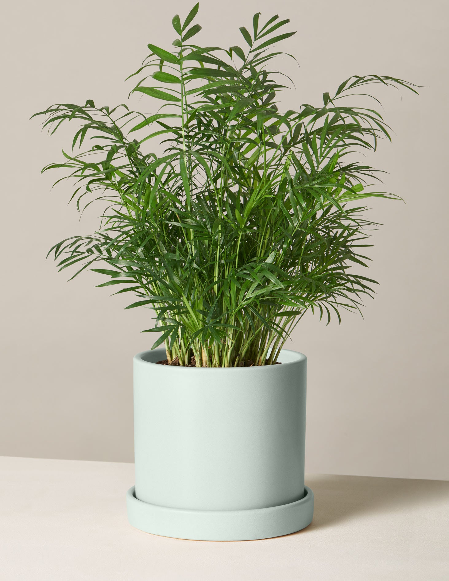 Medium Sized Indoor Plants | Delivered to You | The Sill