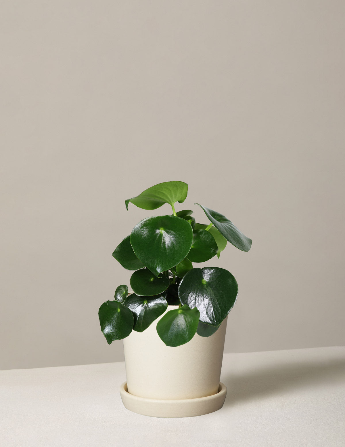 Peperomia Raindrop | Low Light Plants & Houseplants Delivery | The Sill