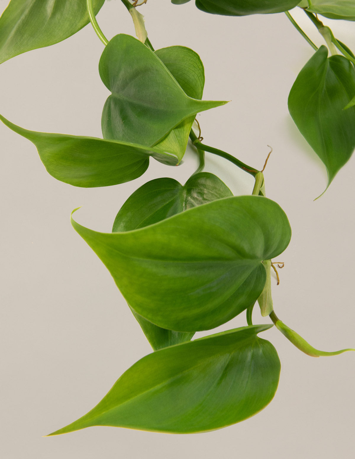 Philodendron Hanging Basket | Easy, Beginner-Friendly Houseplants | The ...