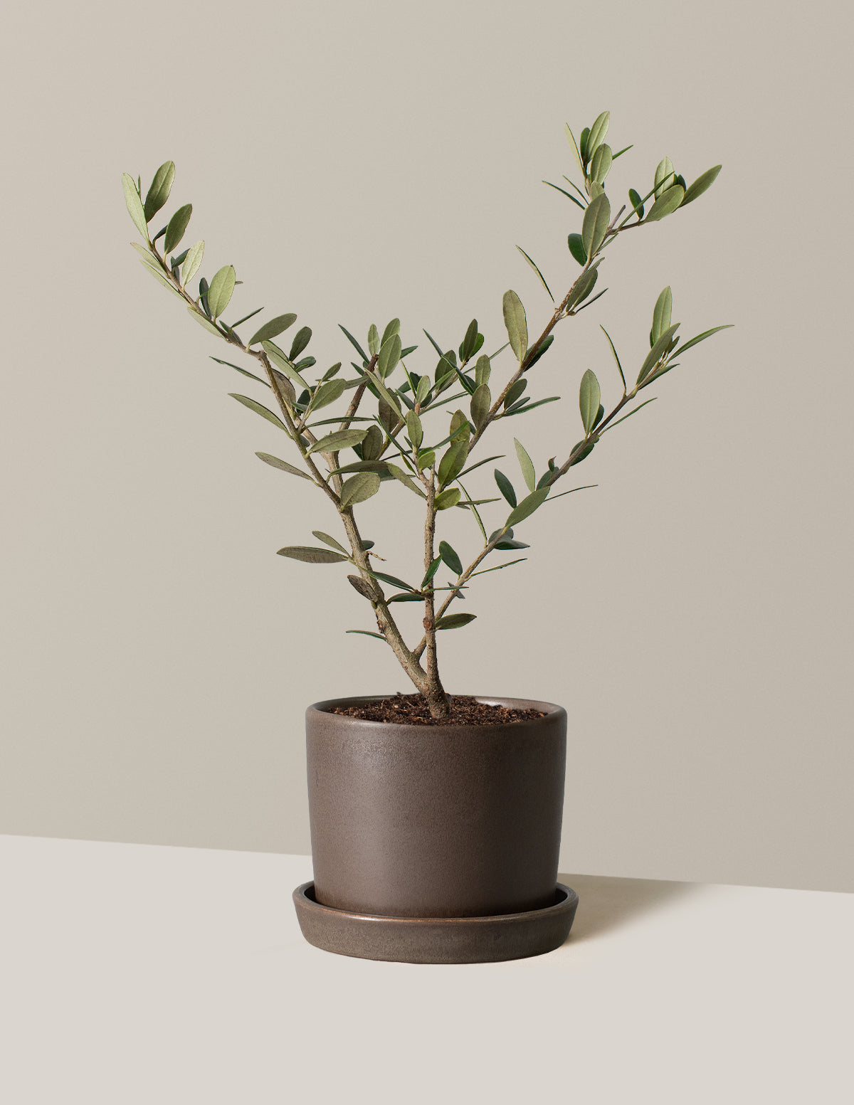 Olive Tree (Olea Europaea) Indoor Houseplant | Unique Plants for ...
