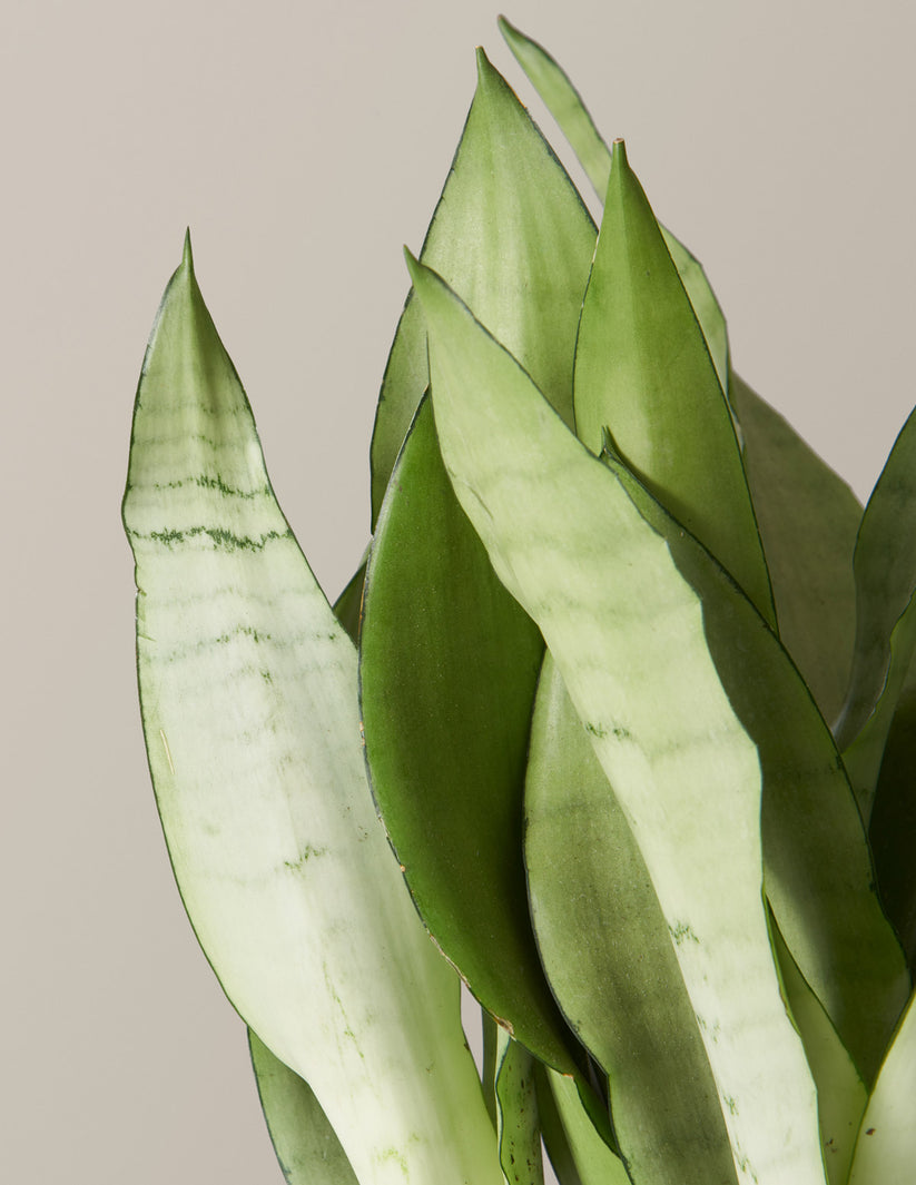 Snake Plant ‘Moonshine’ | Low Light Plants & Houseplants Delivery | The ...