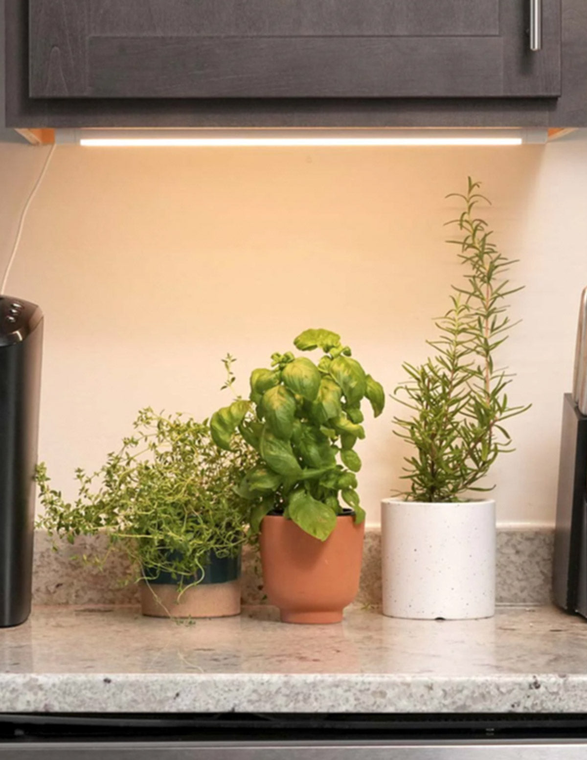 Grove Bar Light | The Sill