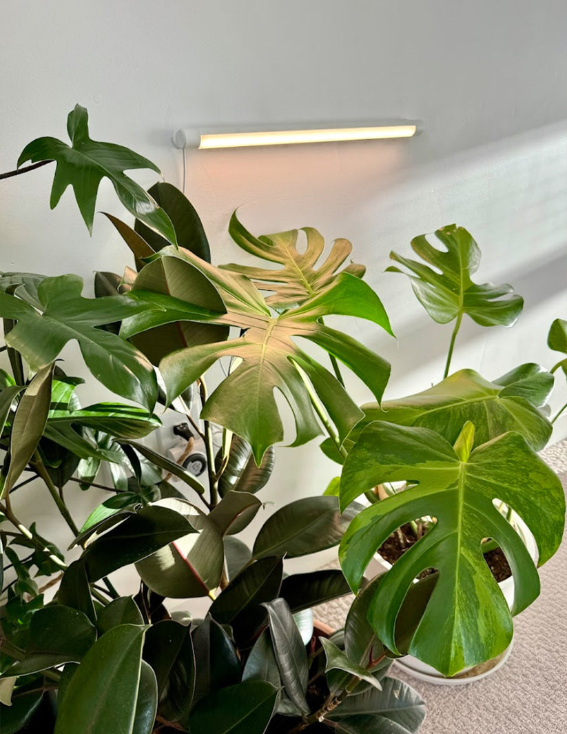 Grove Bar Light | The Sill