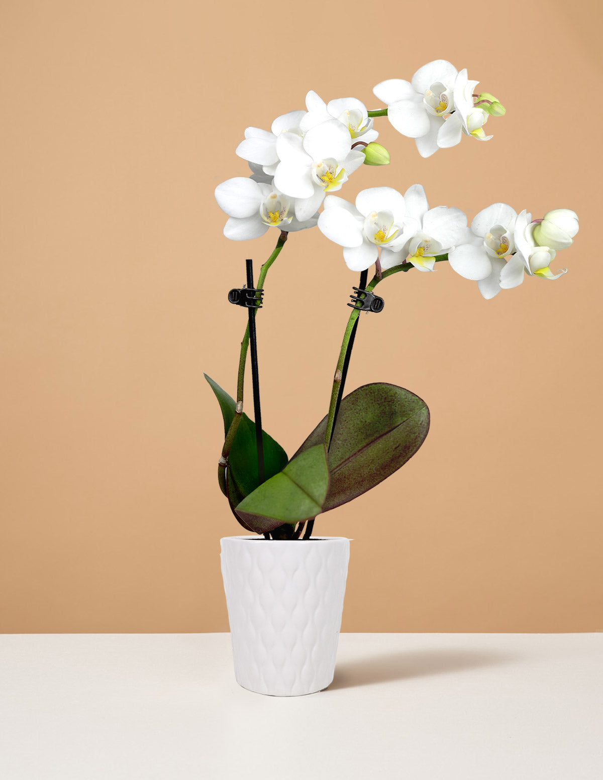 Mini Orchid | Flowering Plants for Delivery | The Sill