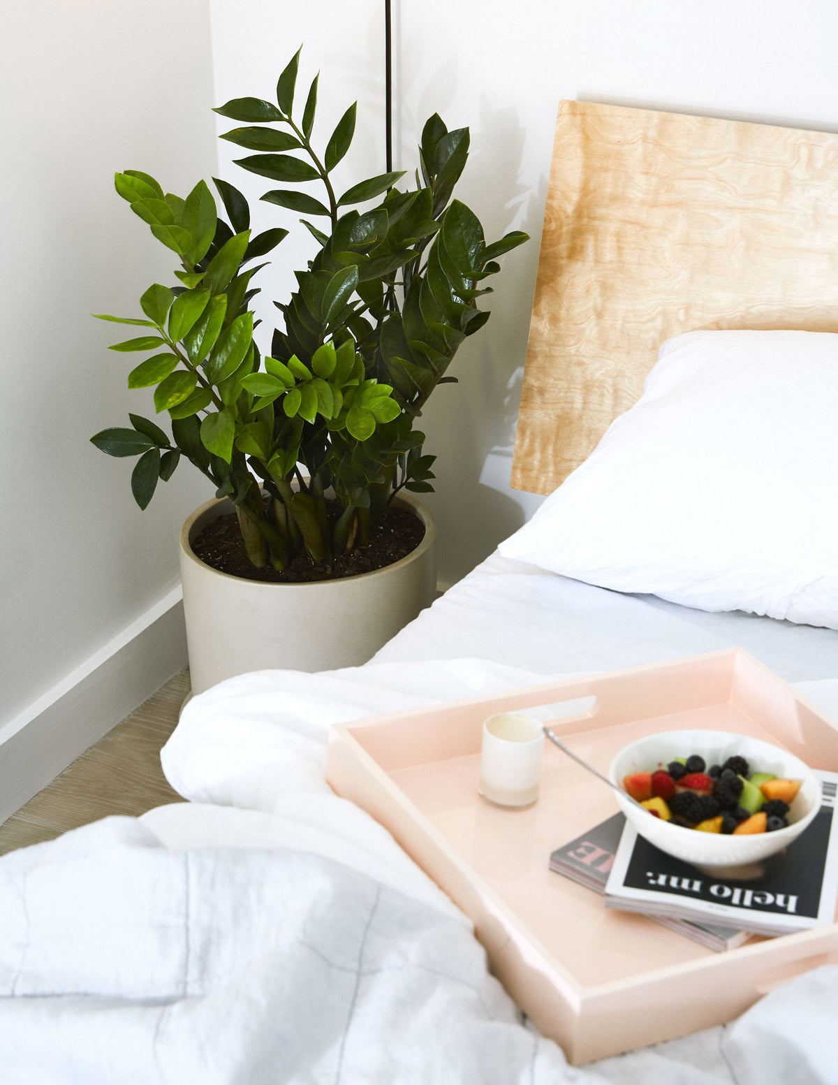 ZZ Plant | Low Light Plants & Houseplants Delivery | The Sill