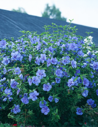 Blue Chiffon® Rose of Sharon | The Sill