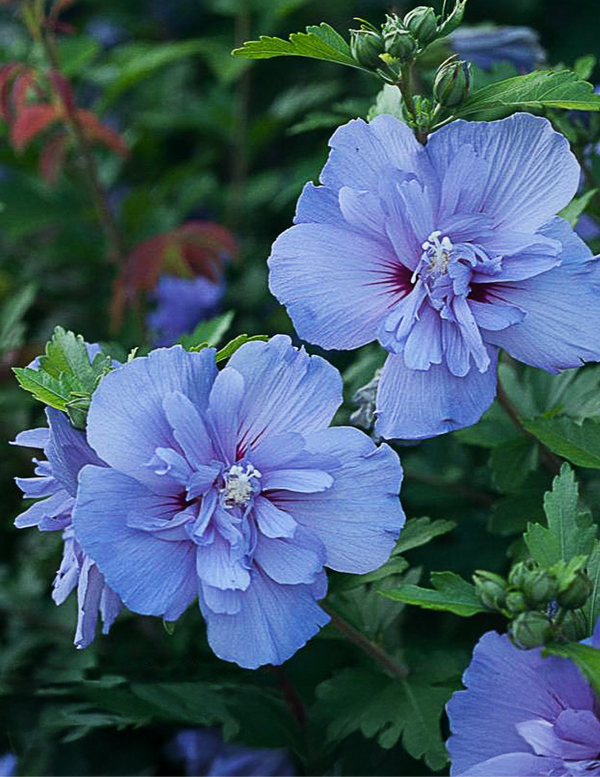 Blue Chiffon® Rose of Sharon | The Sill