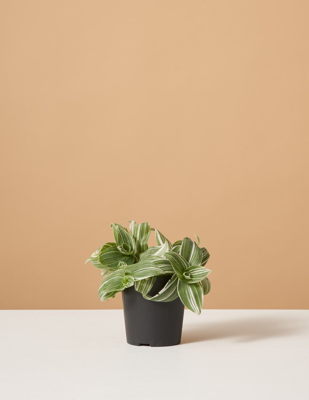 Tradescantia White Inch Plant | Houseplants for Delivery | The Sill