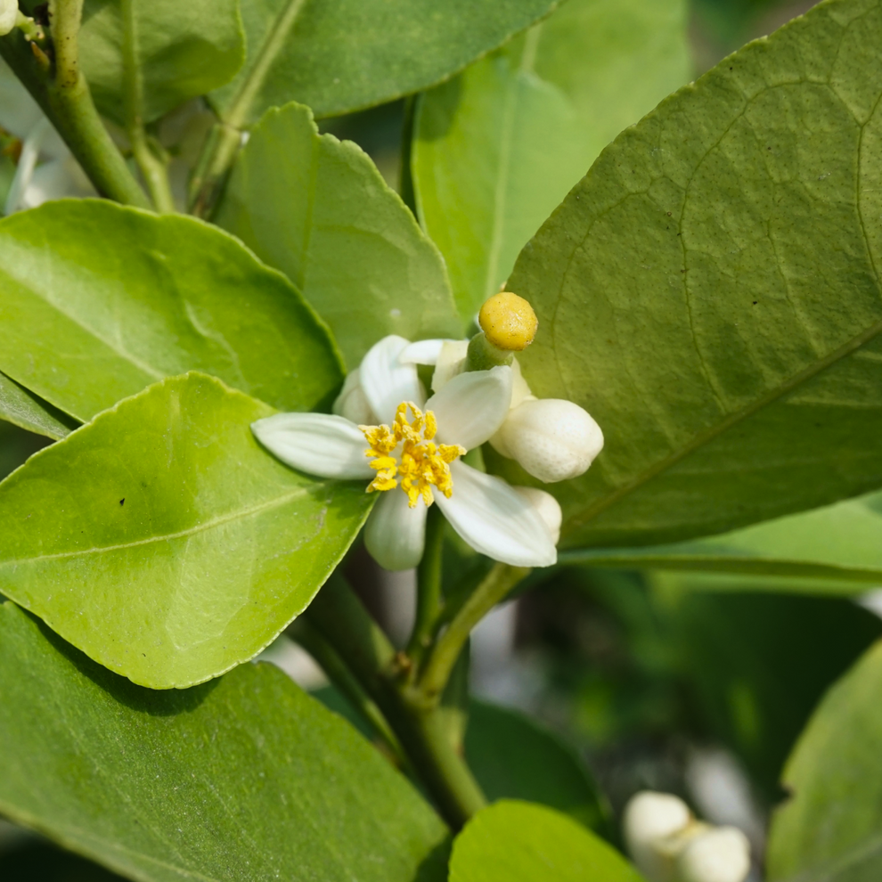 Key Lime Tree | The Sill