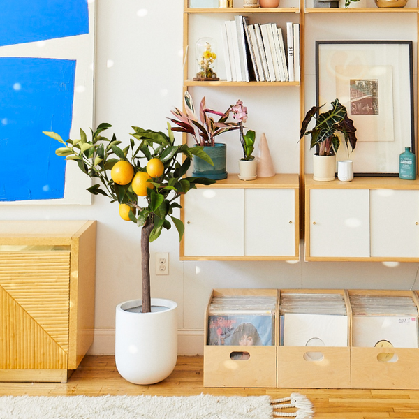 Improved Meyer Lemon Tree | The Sill